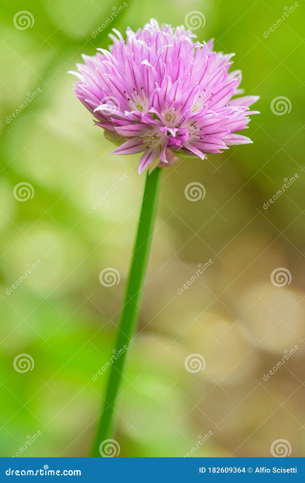 Flor de colmeia foto de stock. Imagem de planta, condimento - 182609364