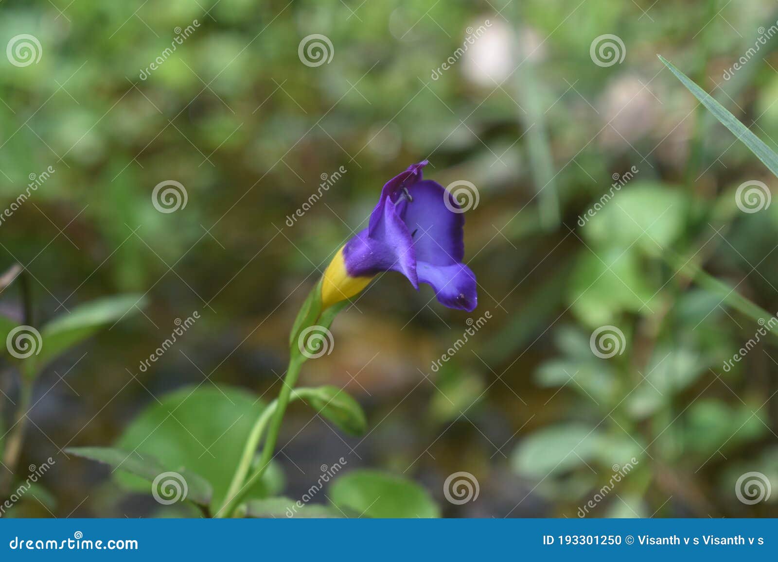 Flor De Color Azul Con Acento Foto de archivo - Imagen de amarillo ...