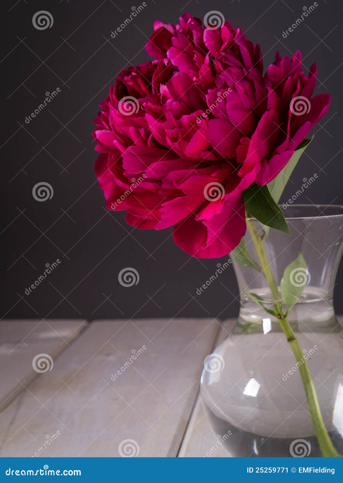 Flor De Color Rojo Oscuro Del Peony Imagen de archivo - Imagen de ...
