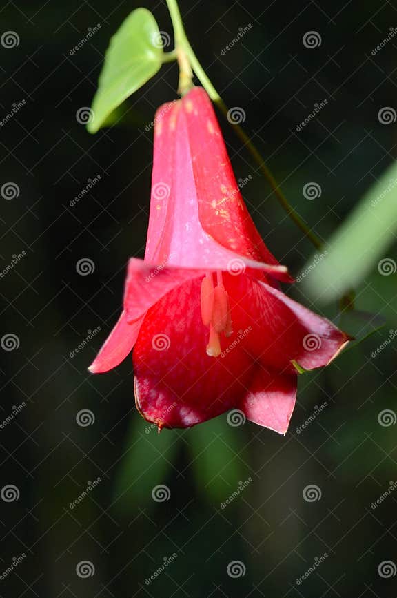 Flor de Copihue imagen de archivo. Imagen de rojo, flor - 37863489