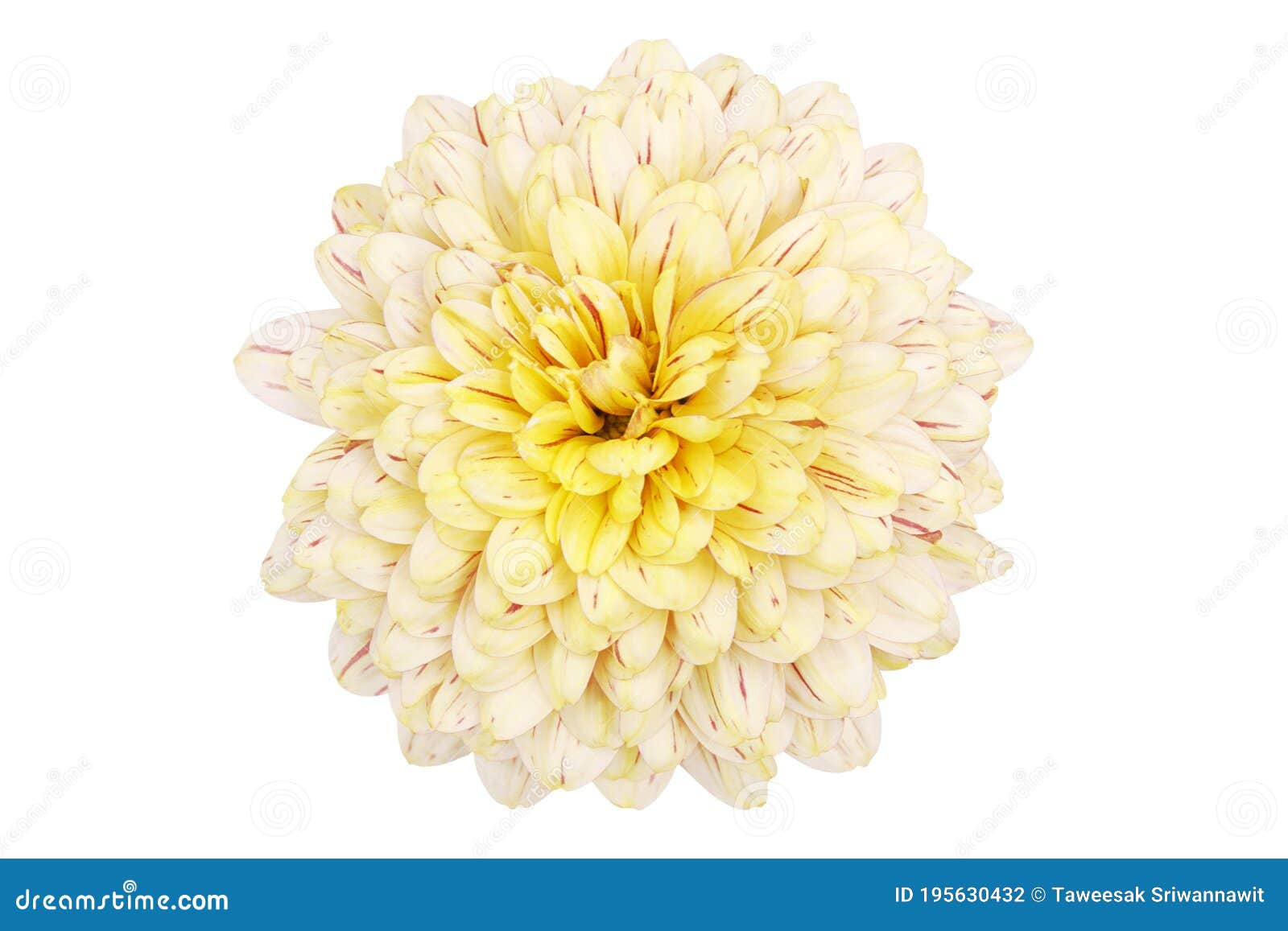 Flor De Crisantemo Amarillo Aislada En Fondo Blanco Foto de archivo ...