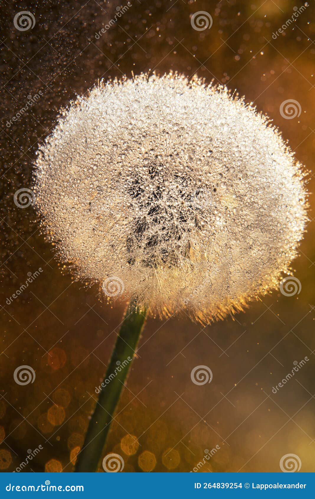 Flor De Dandelia Bajo Gotas De Agua Foto de archivo - Imagen de ...