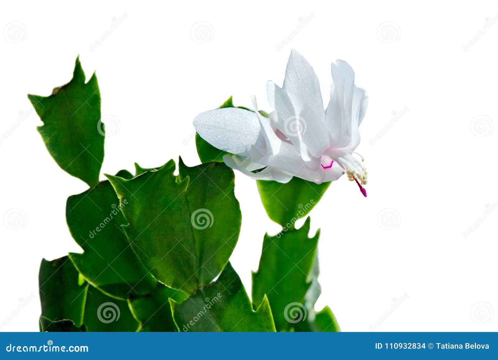 Flor De Decembrista Con Las Hojas En Blanco Foto de archivo - Imagen de ...
