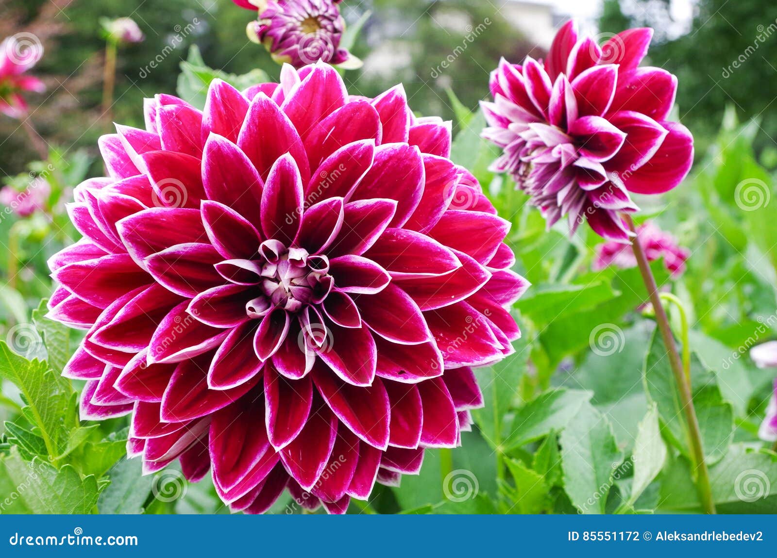Flor de Dhalia foto de archivo. Imagen de belleza, floral - 85551172
