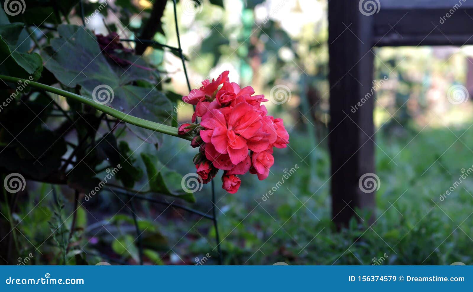 Flor de encanto imagen de archivo. Imagen de flor, verano - 156374579