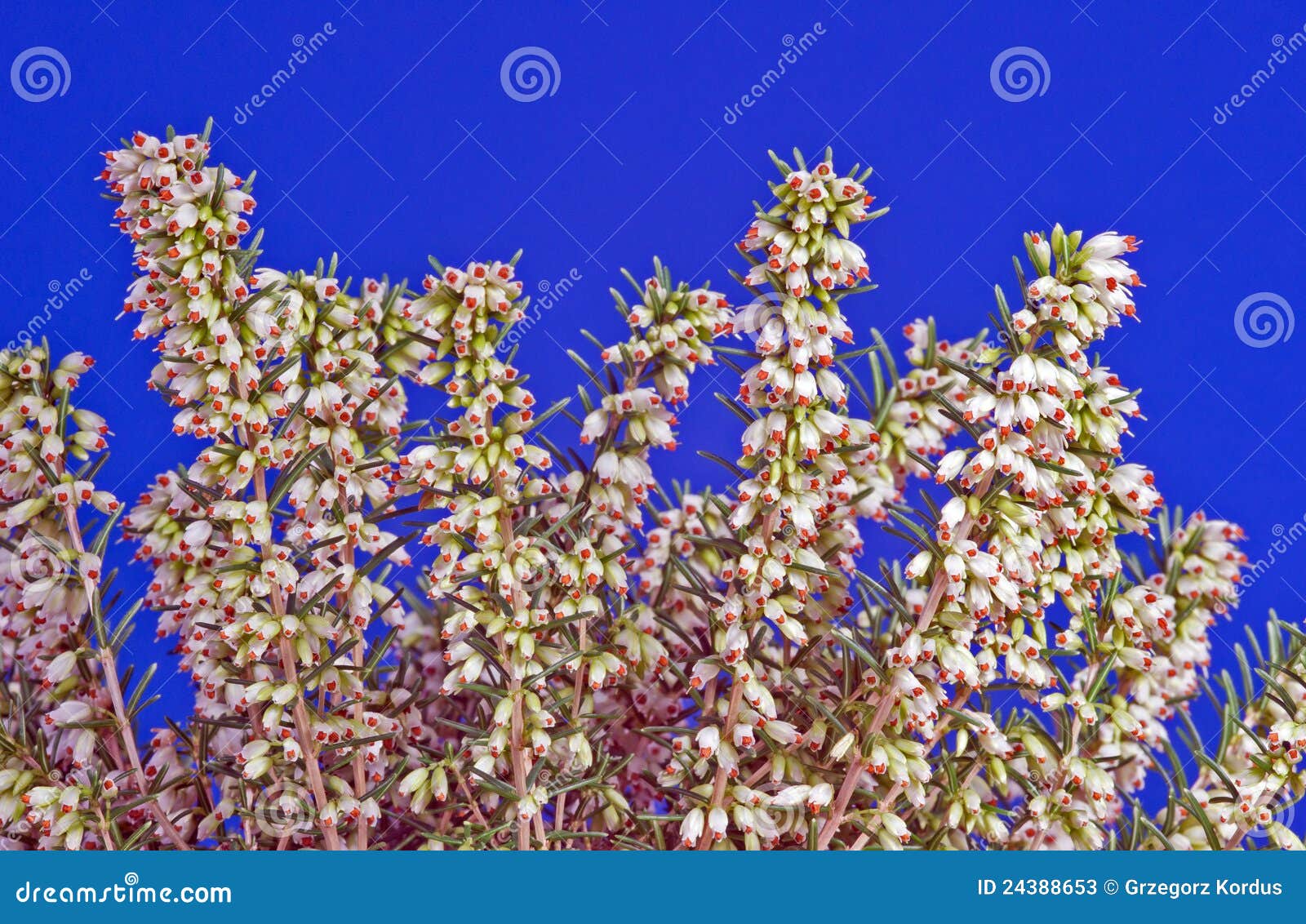 Flor de Erica imagen de archivo. Imagen de azul, polonia - 24388653