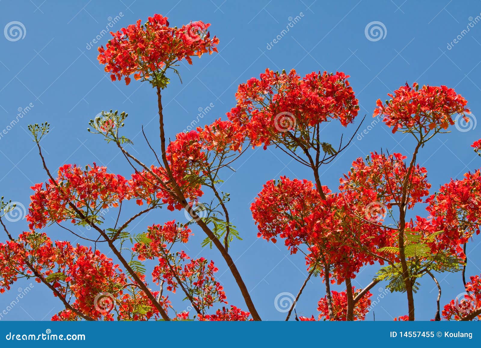 Flor de Flamboyan imagen de archivo. Imagen de fondo - 14557455