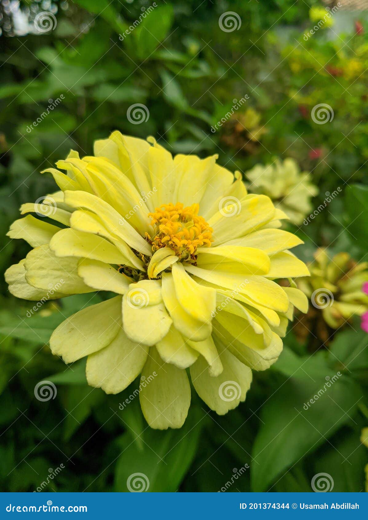 Flor De Flores En Primavera Foto de archivo - Imagen de resorte, flor ...