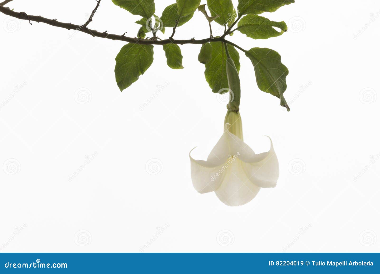 Flor de Floripondio imagem de stock. Imagem de flor, alucinogénio ...