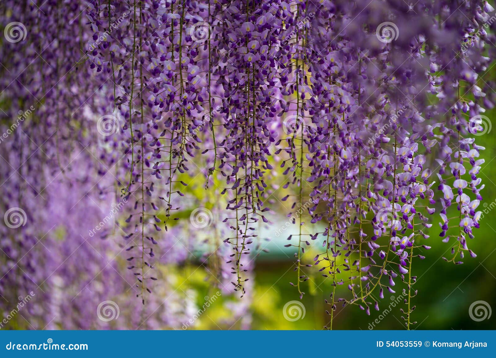 Flor de Fuji imagen de archivo. Imagen de antiguo, sombra - 54053559