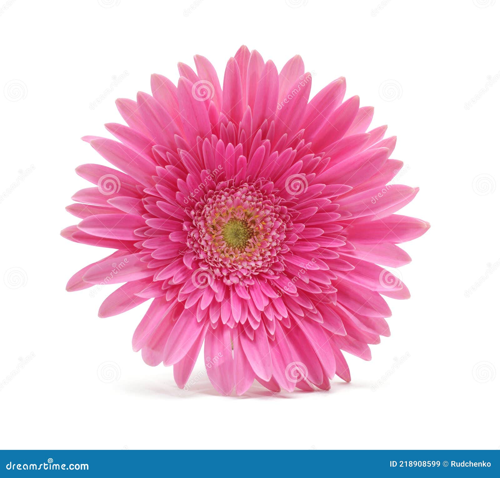 Flor De Gerbera Em Fundo Branco Imagem de Stock - Imagem de fundo ...