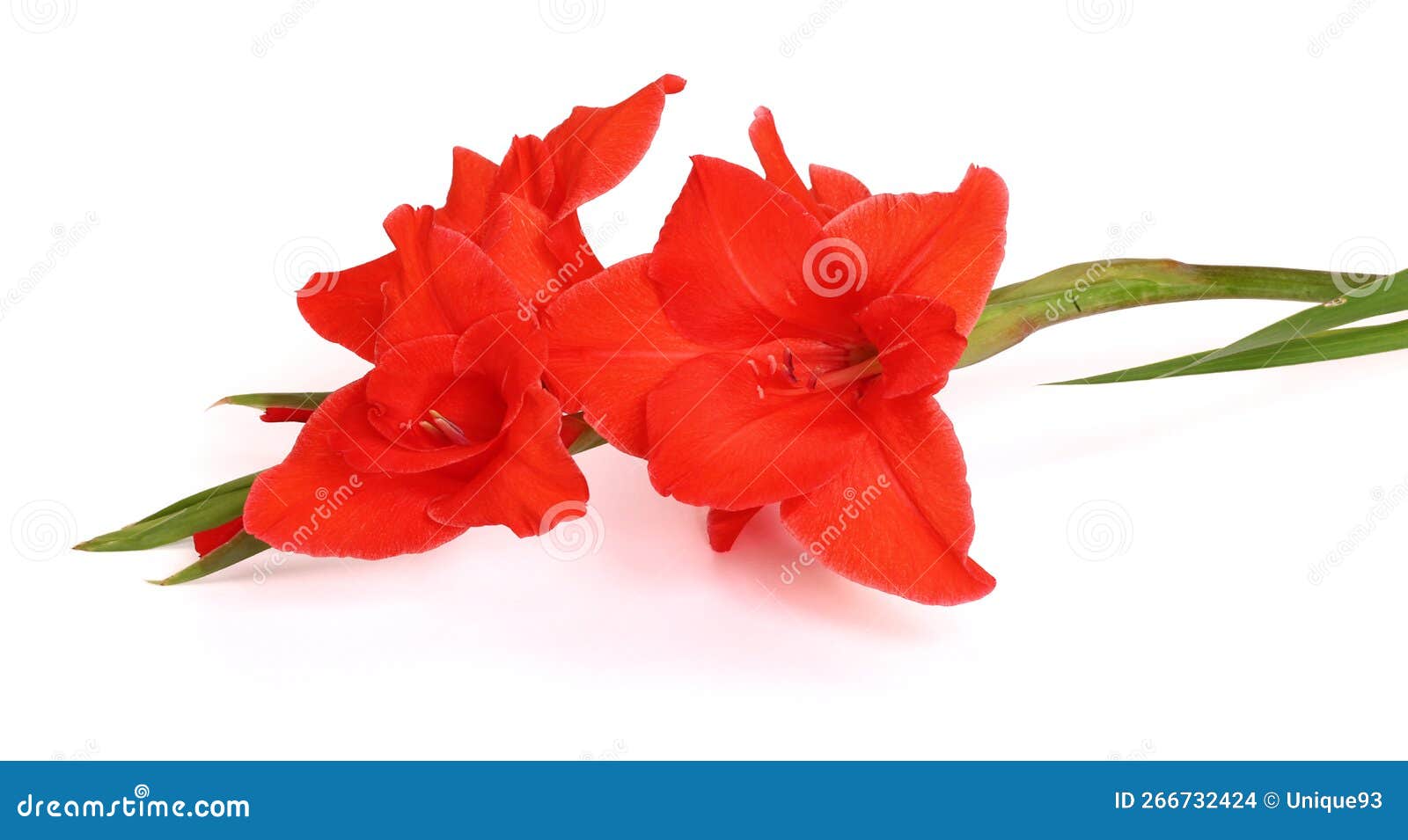 Flor de gladiolo rojo foto de archivo. Imagen de gladiolo - 266732424