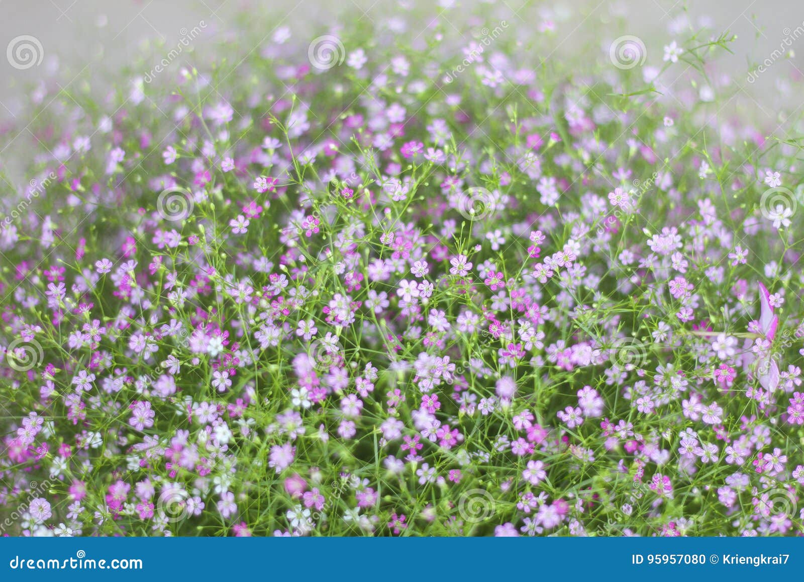 160 Gypso Fotos - Libres de Derechos y Gratuitas de Dreamstime