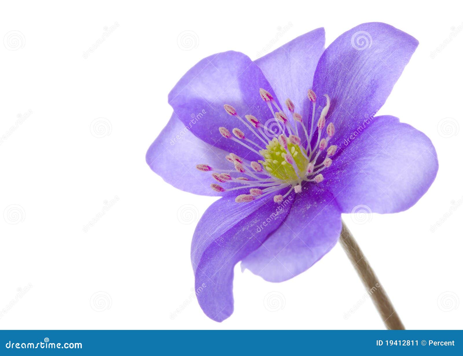 Flor de Hepatica imagen de archivo. Imagen de detalle - 19412811