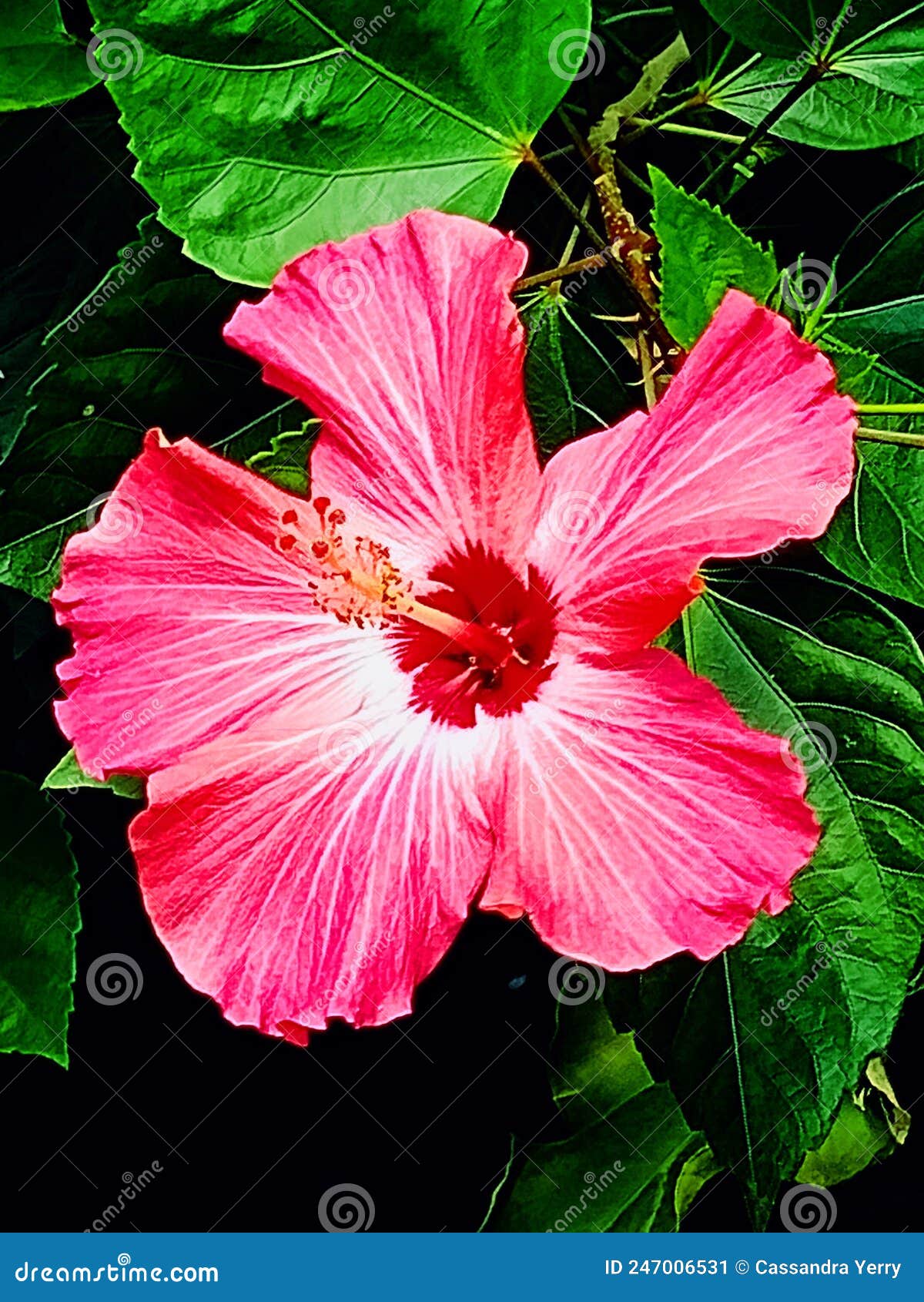 Flor De Hibisco En Nueva York Imagen de archivo - Imagen de flor, york ...