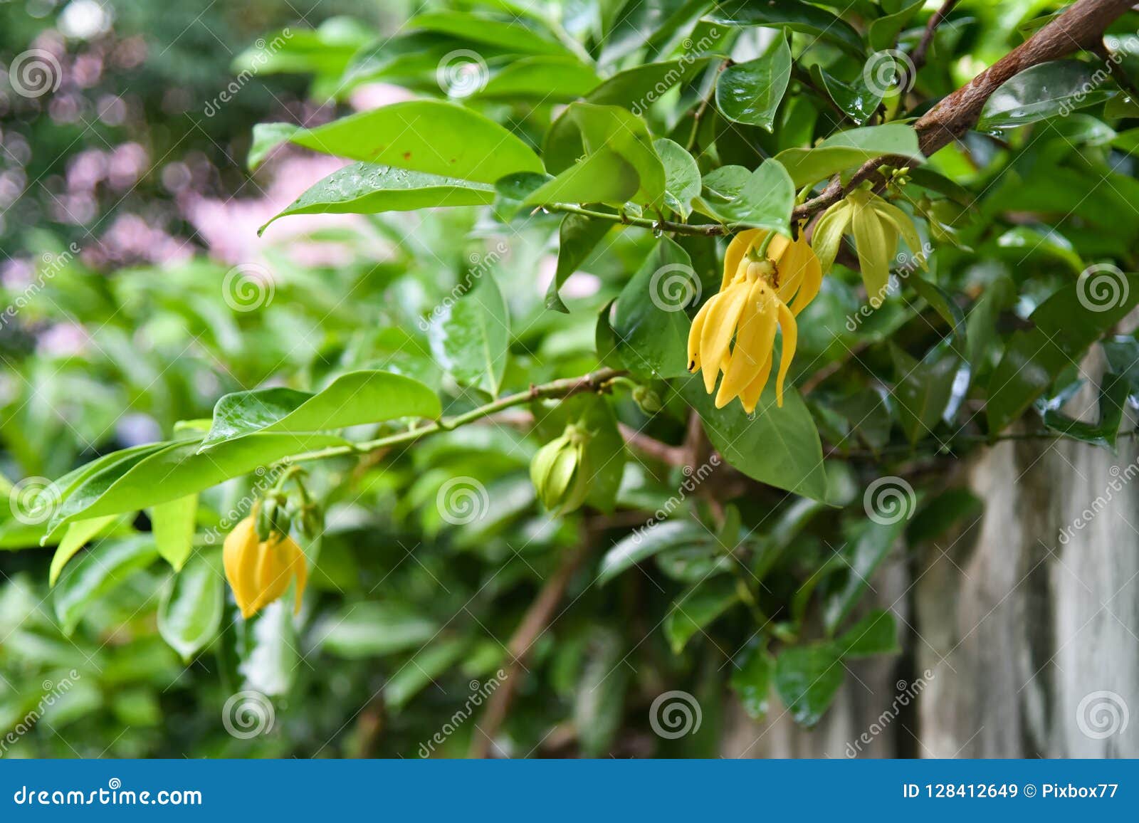 Flor De Ilang-ilang En árbol Imagen de archivo - Imagen de amarillo ...