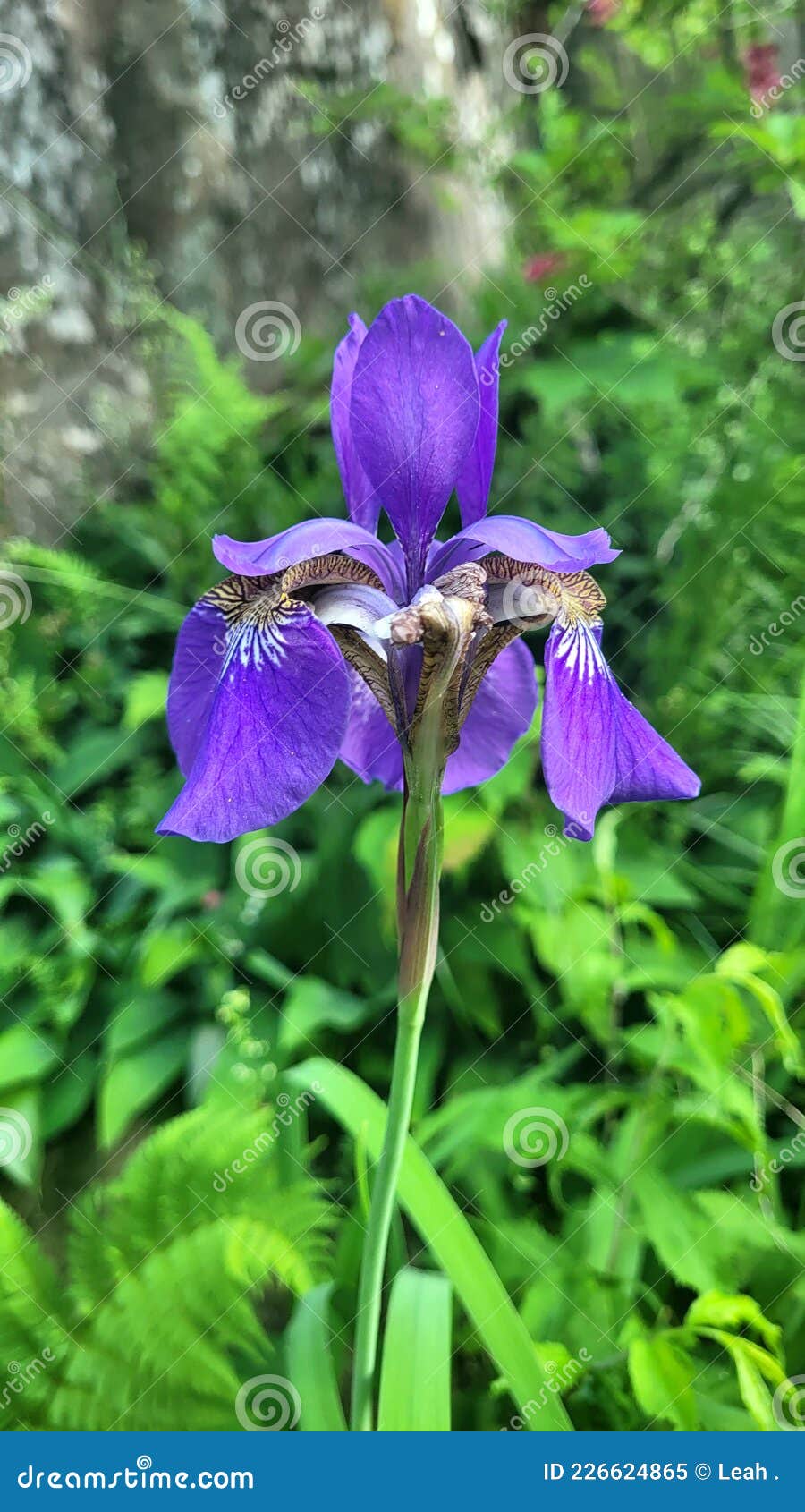 Flor De Iris Morado En La Vista Frontal De La Flor Imagen de archivo ...