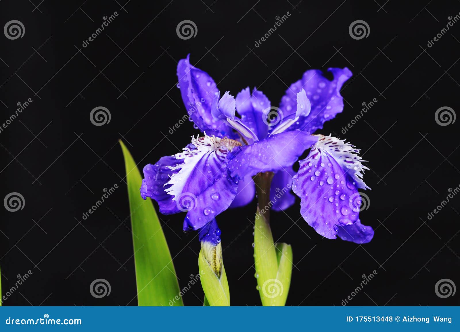 Flor de iris morado foto de archivo. Imagen de diafragma - 175513448