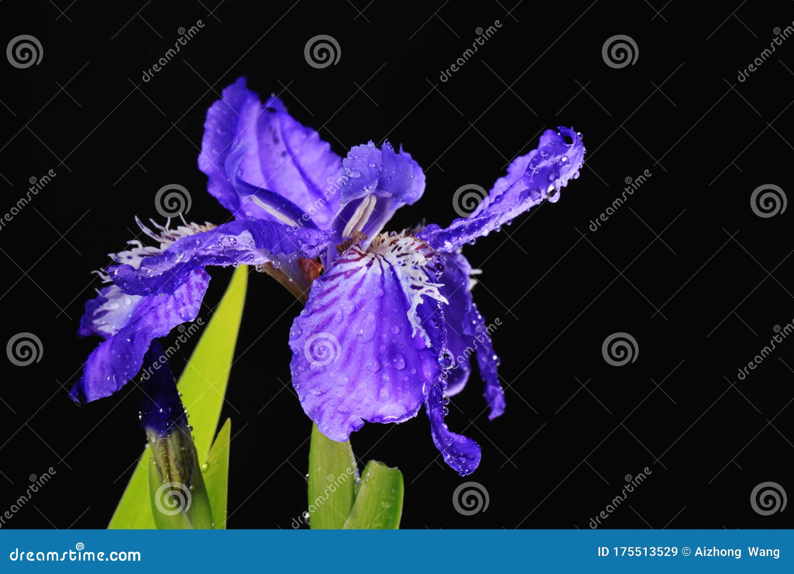 Flor de iris morado imagen de archivo. Imagen de color - 175513529