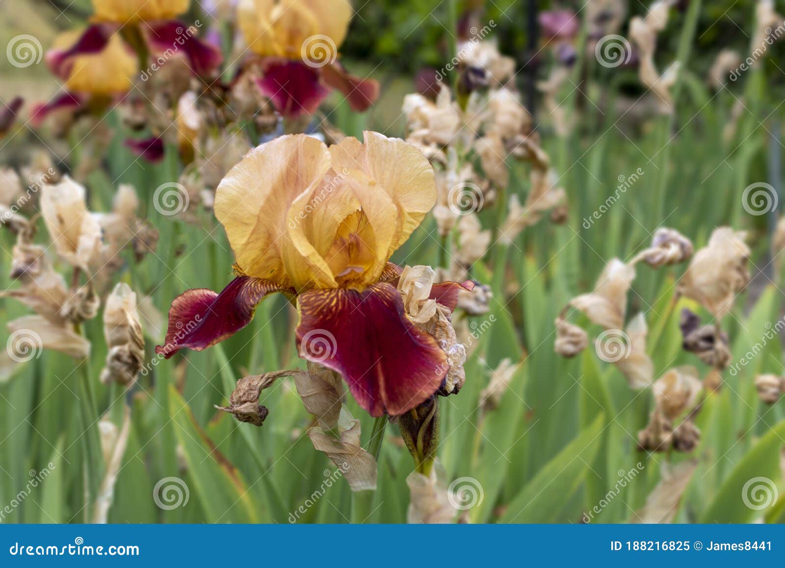 Flor De Iris Rojo Y Amarillo Imagen de archivo - Imagen de violeta ...