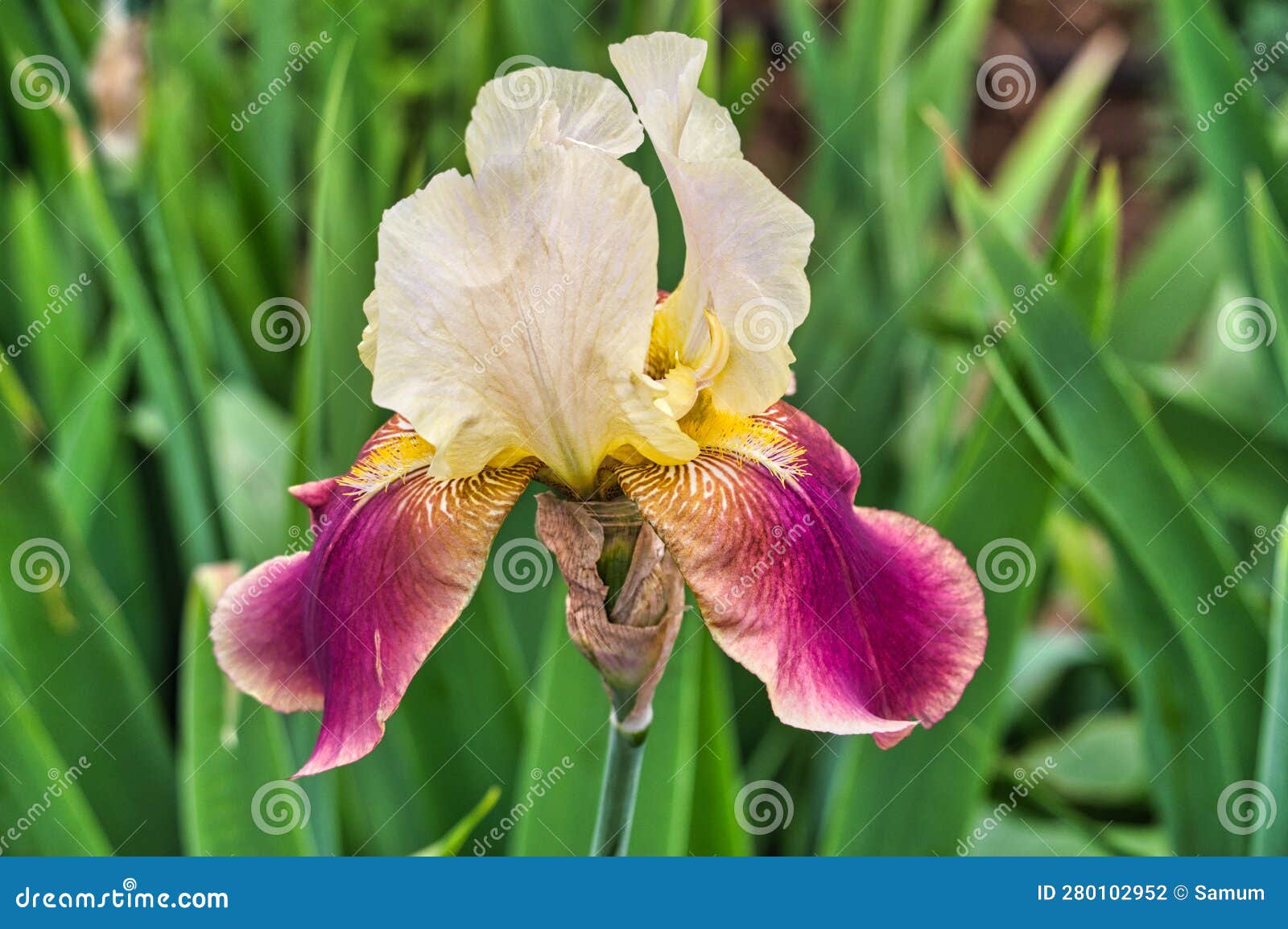 Flor de iris violeta foto de archivo. Imagen de color - 280102952