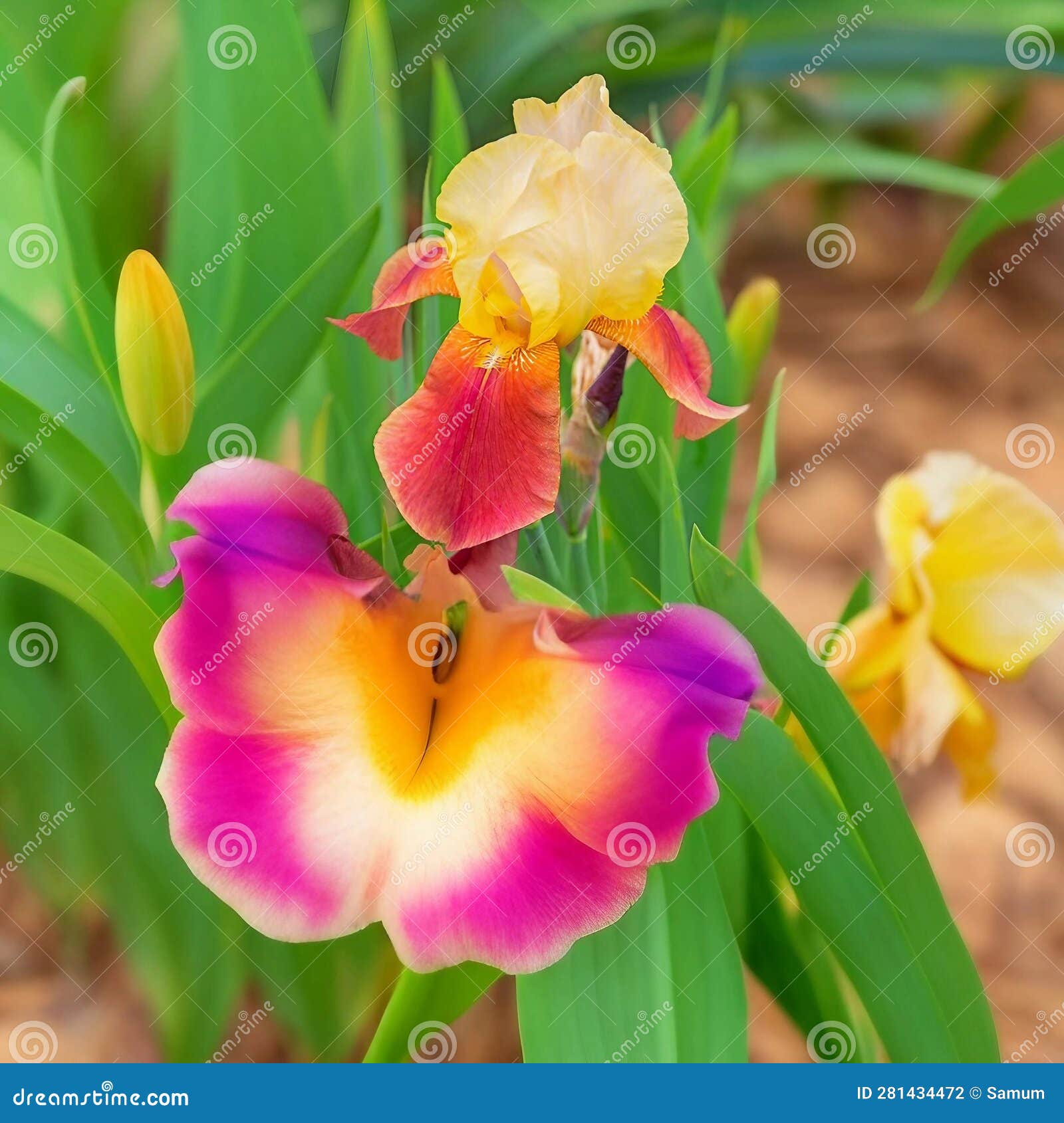 Flor de iris violeta foto de archivo. Imagen de violeta - 281434472