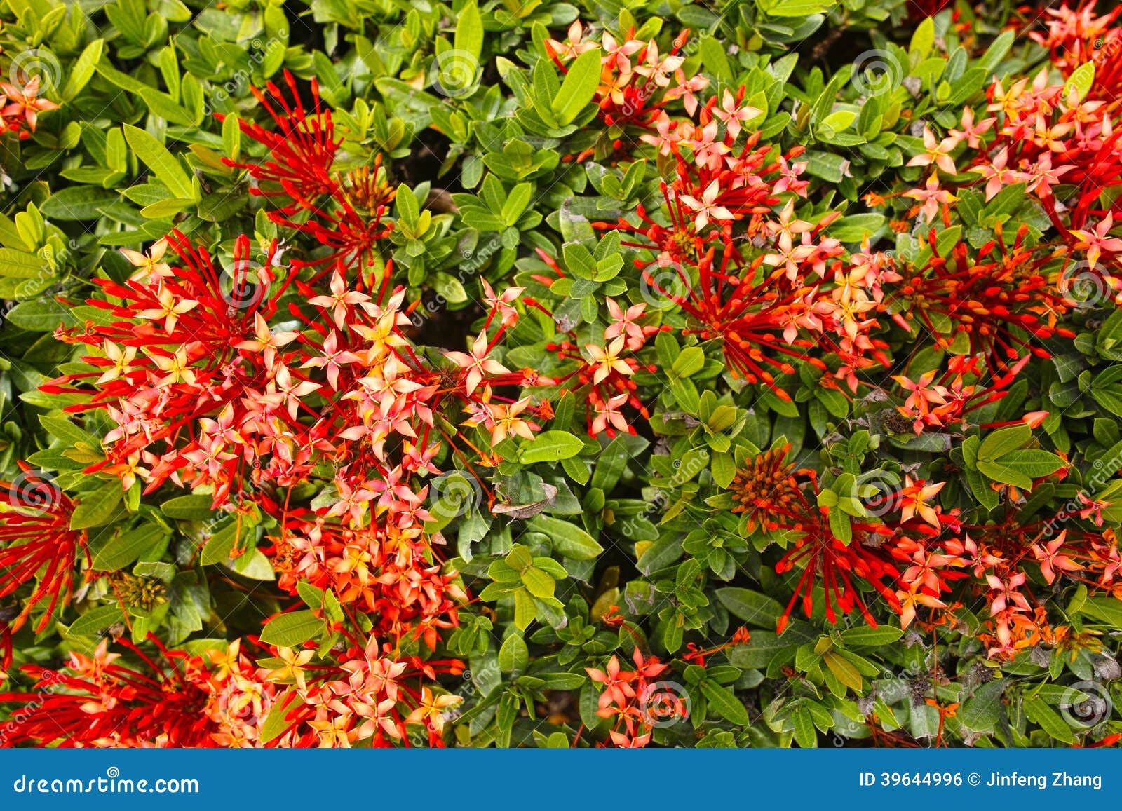 Flor de Ixora foto de stock. Imagem de vermelho, verde - 39644996