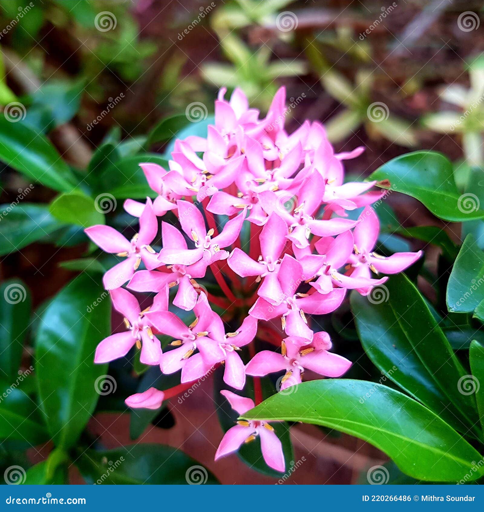Flor De Ixora China Rosa Con Hojas Foto de archivo - Imagen de chino ...