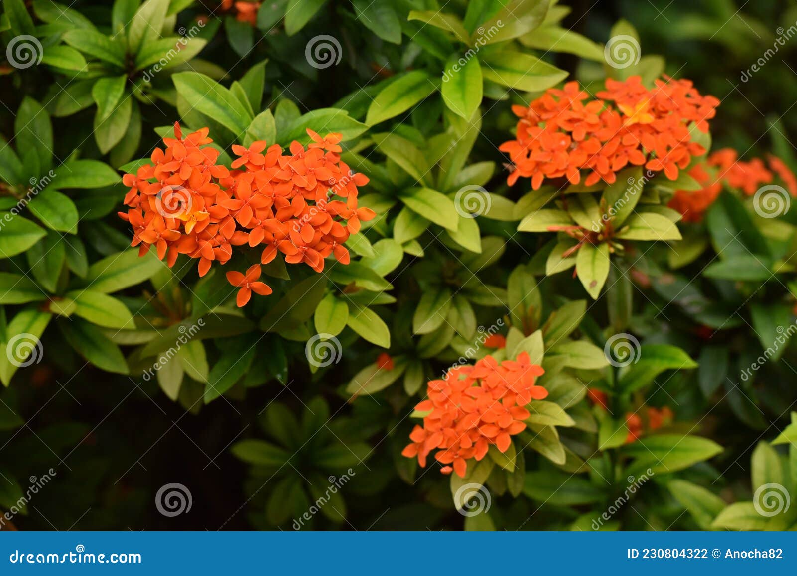 Flor De Ixora Vermelha Em Planta Verde Foto de Stock - Imagem de ...