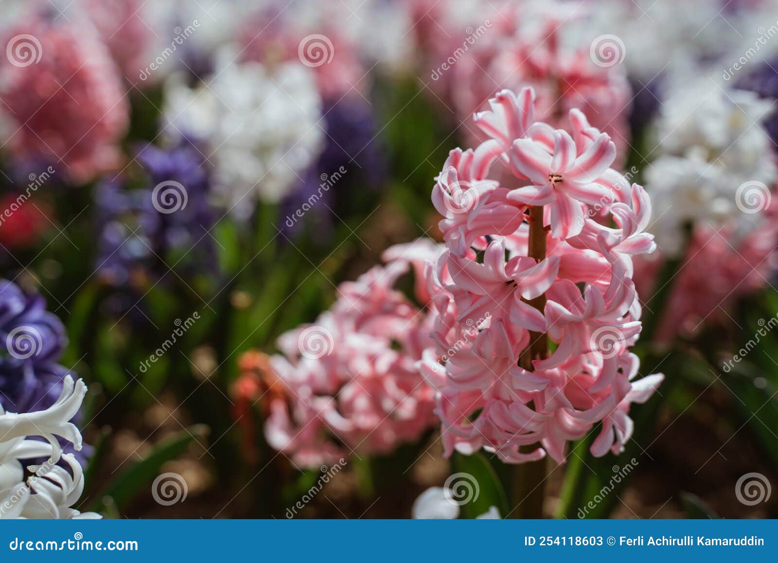 Flor De Jacinto De Color Rosa Morado Y Blanco Imagen de archivo ...