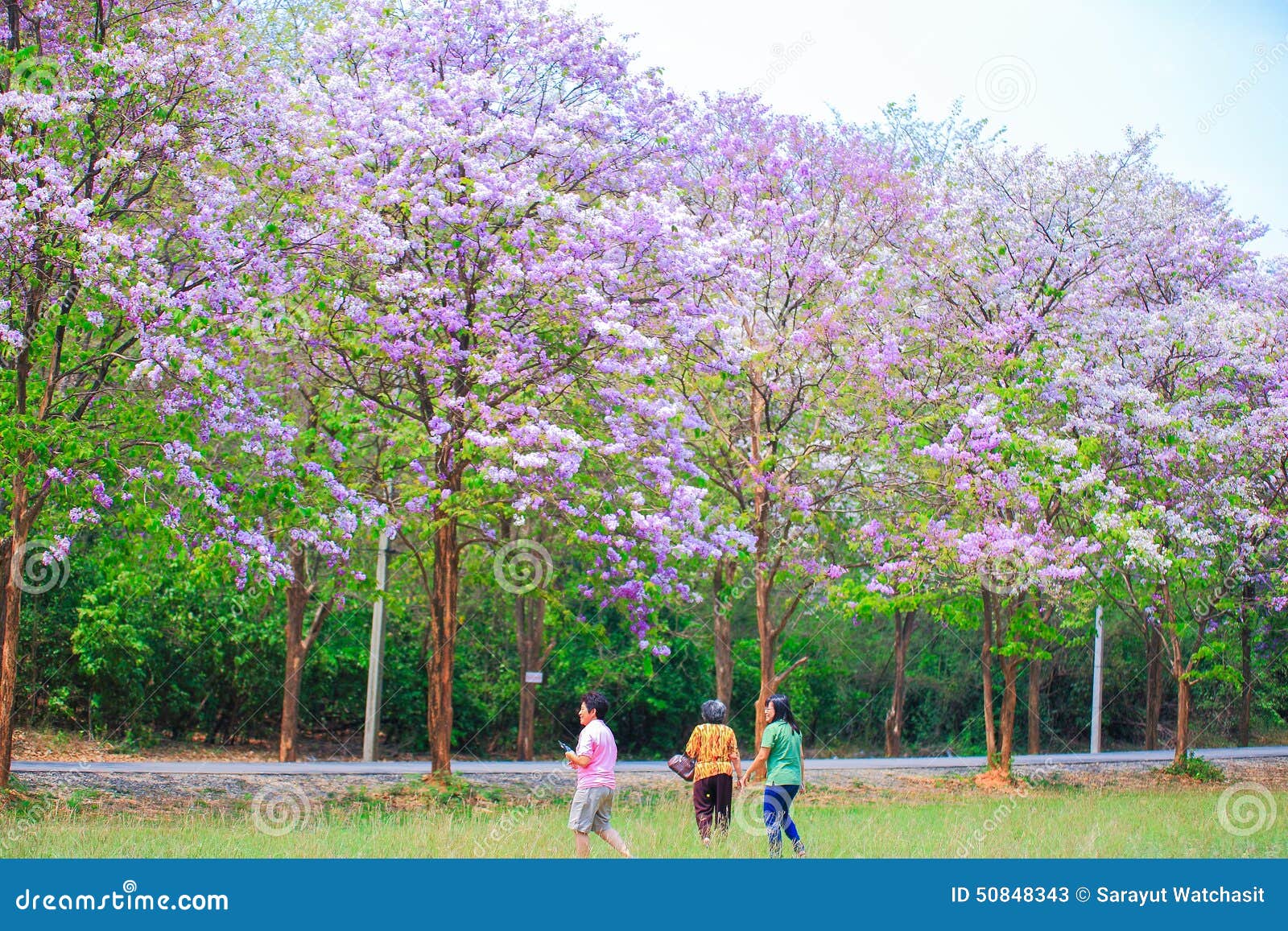 Flor de Jarul foto de stock editorial. Imagem de arbusto - 50848343