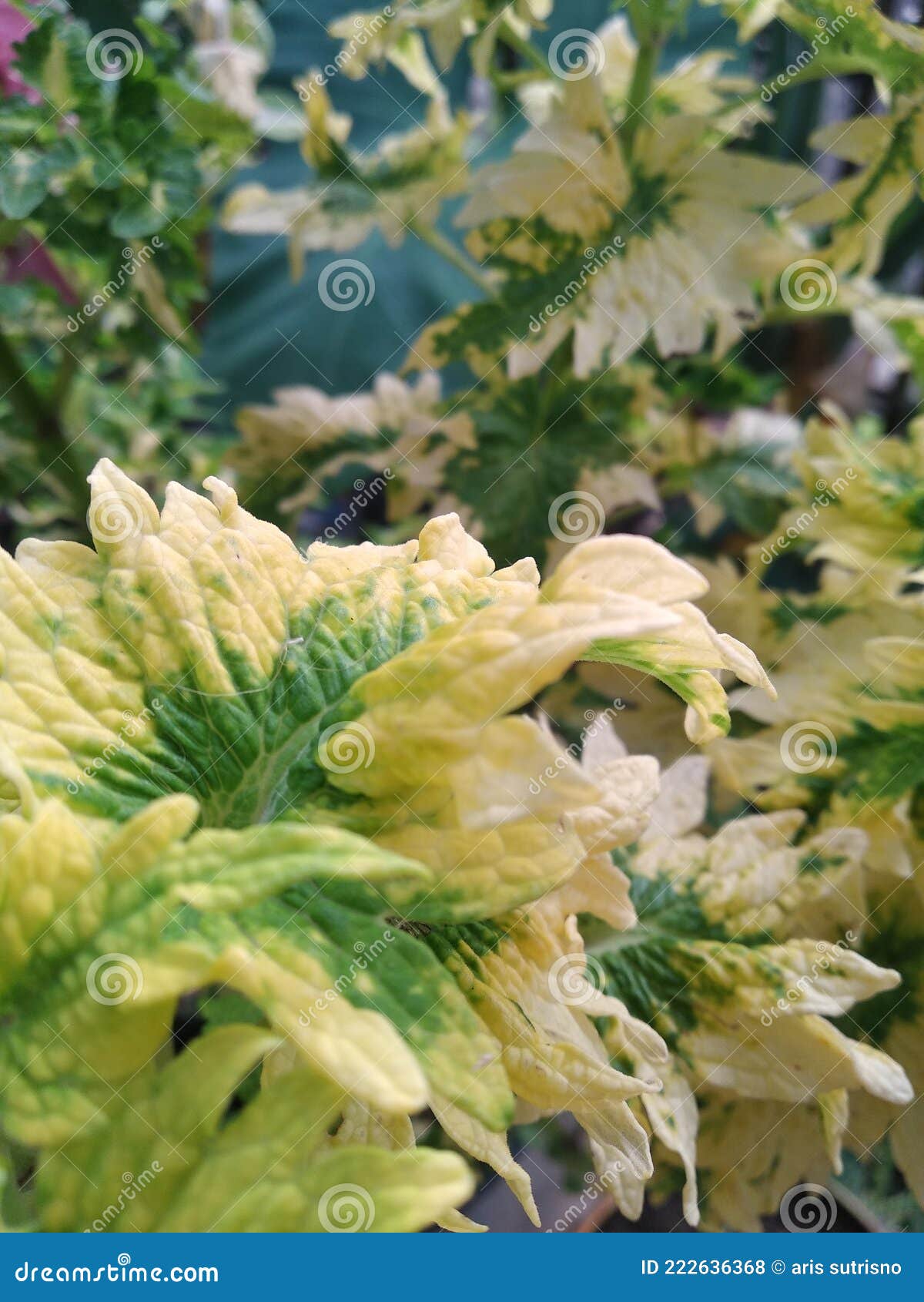 Flor De Java Coleus Atropurpureus Foto de archivo - Imagen de arbusto ...
