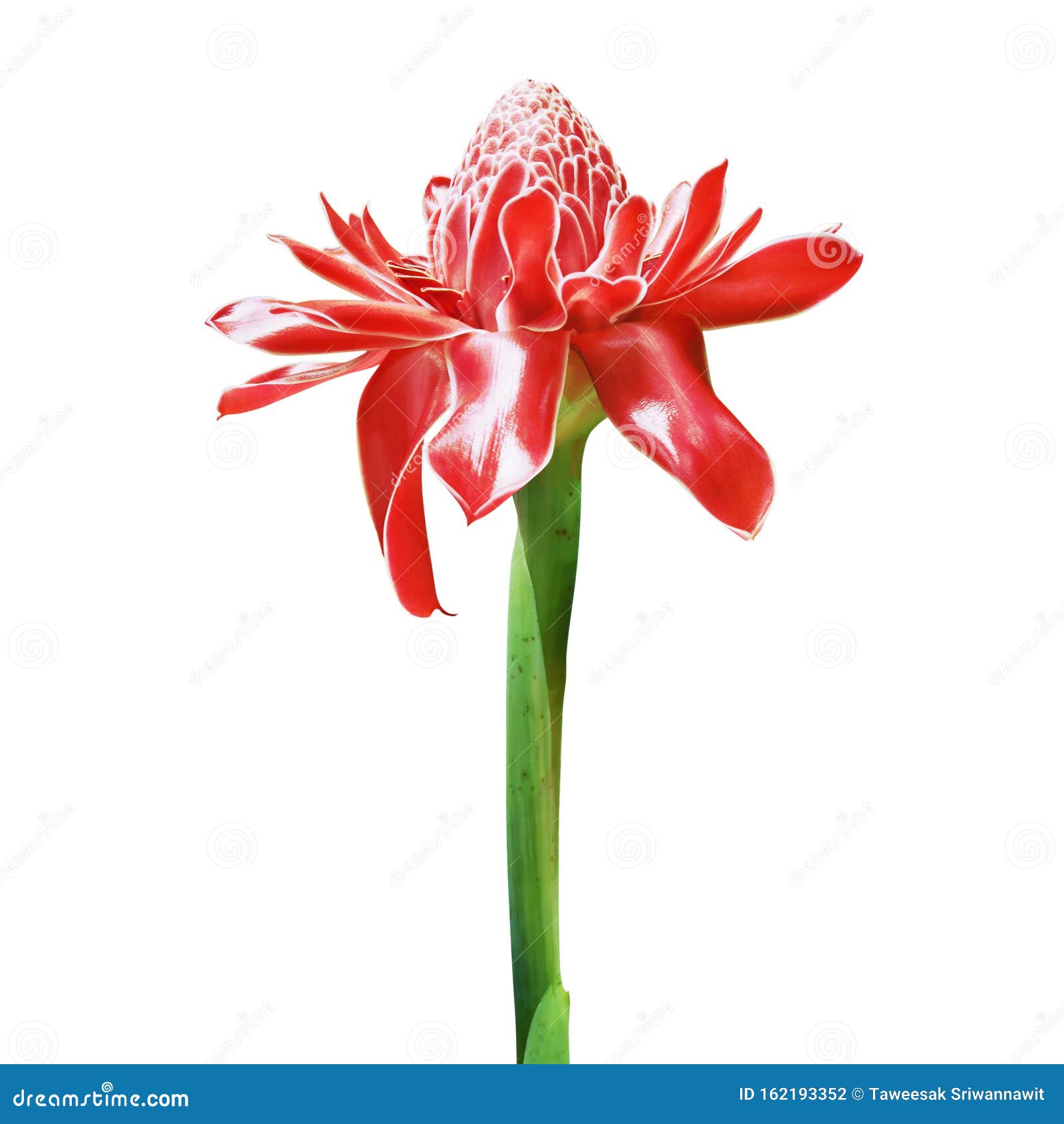 Flor De Jengibre Roja Aislada De Fondo Blanco Foto de archivo - Imagen ...