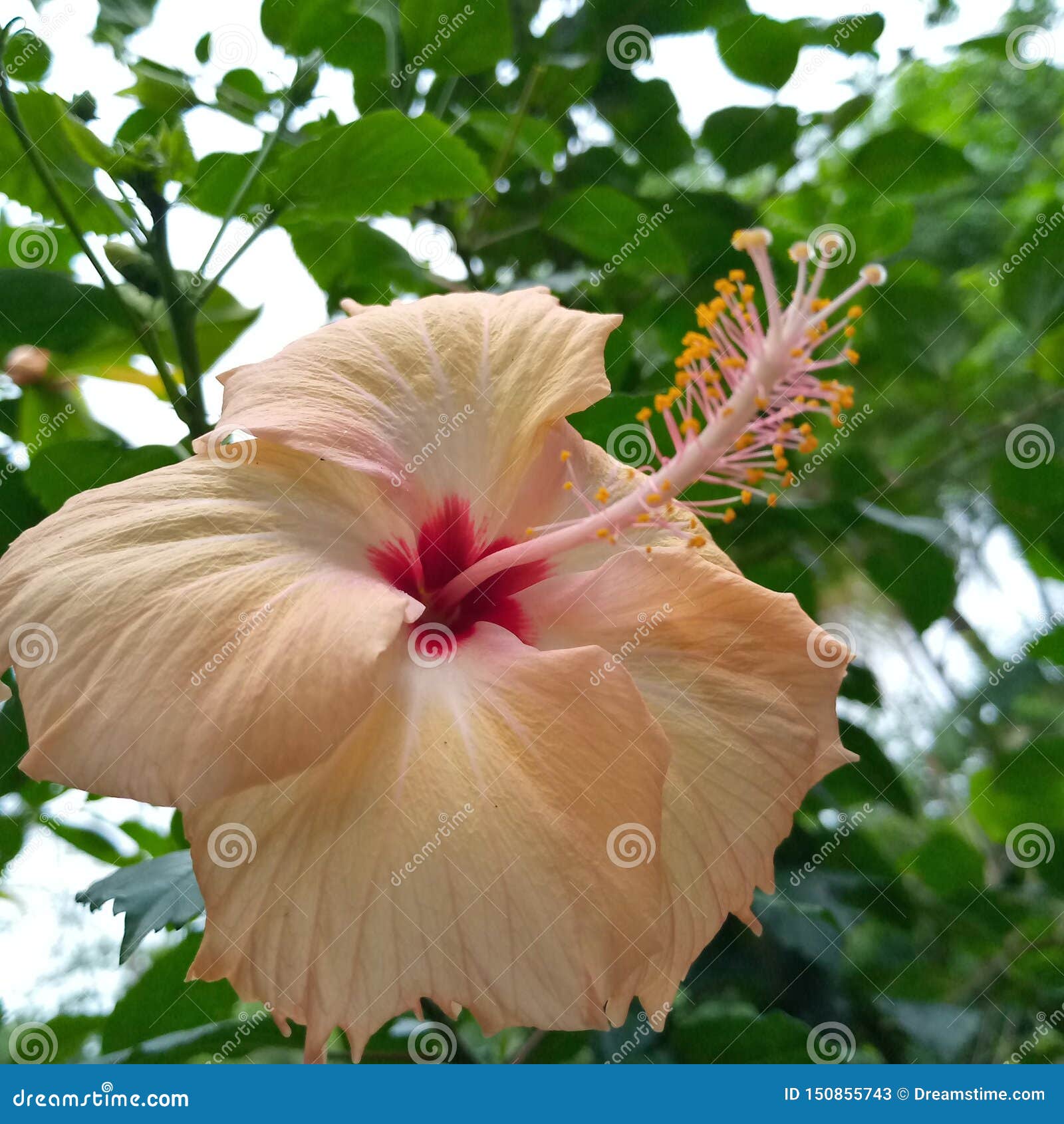 Flor de Joba imagen de archivo. Imagen de flor - 150855743