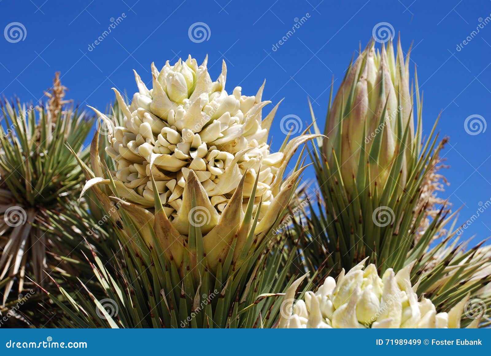 Flor De Joshua Tree (brevifolia De La Yuca) Imagen de archivo - Imagen ...