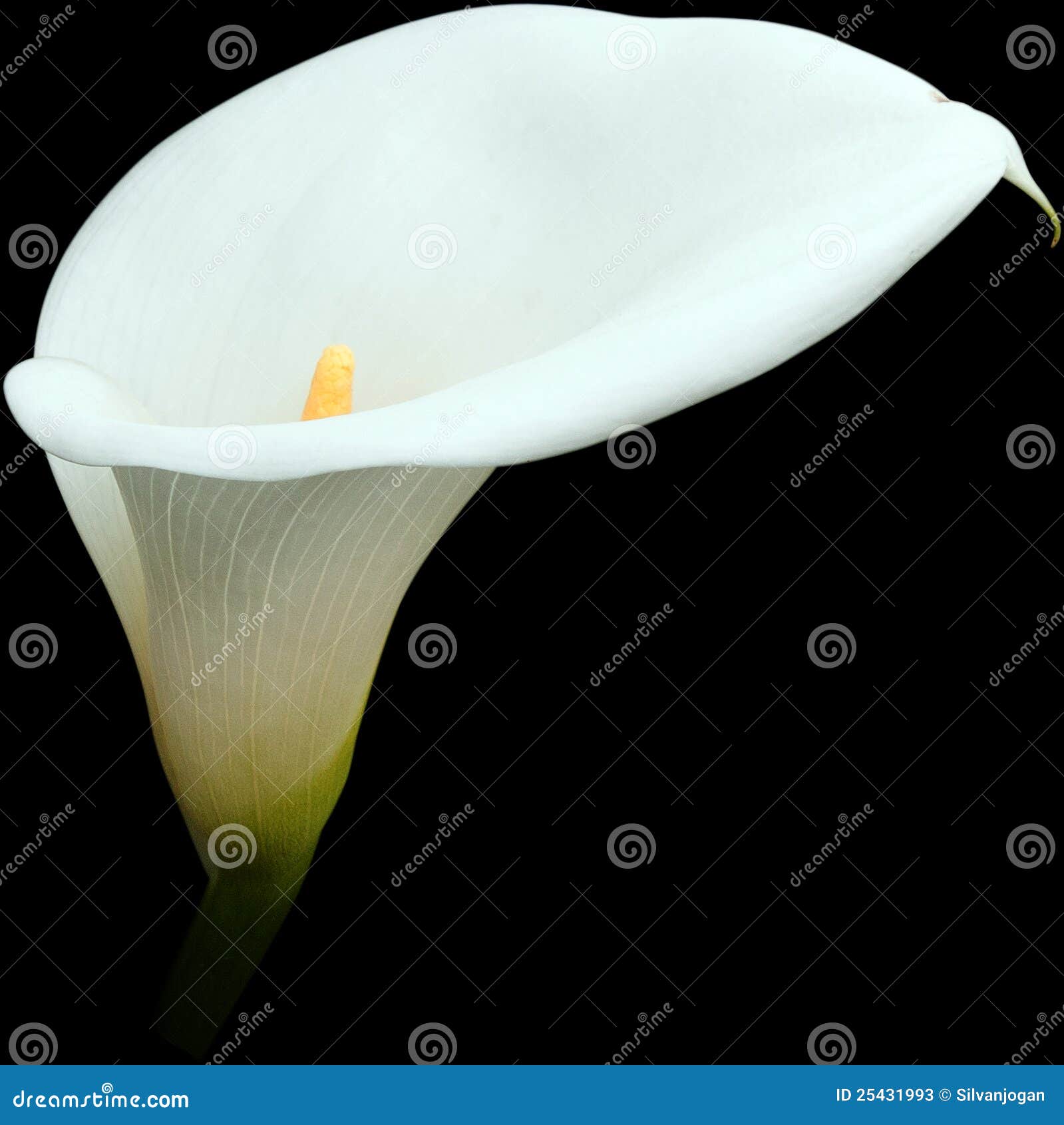 Flor de Kala imagen de archivo. Imagen de flor, fondo - 25431993