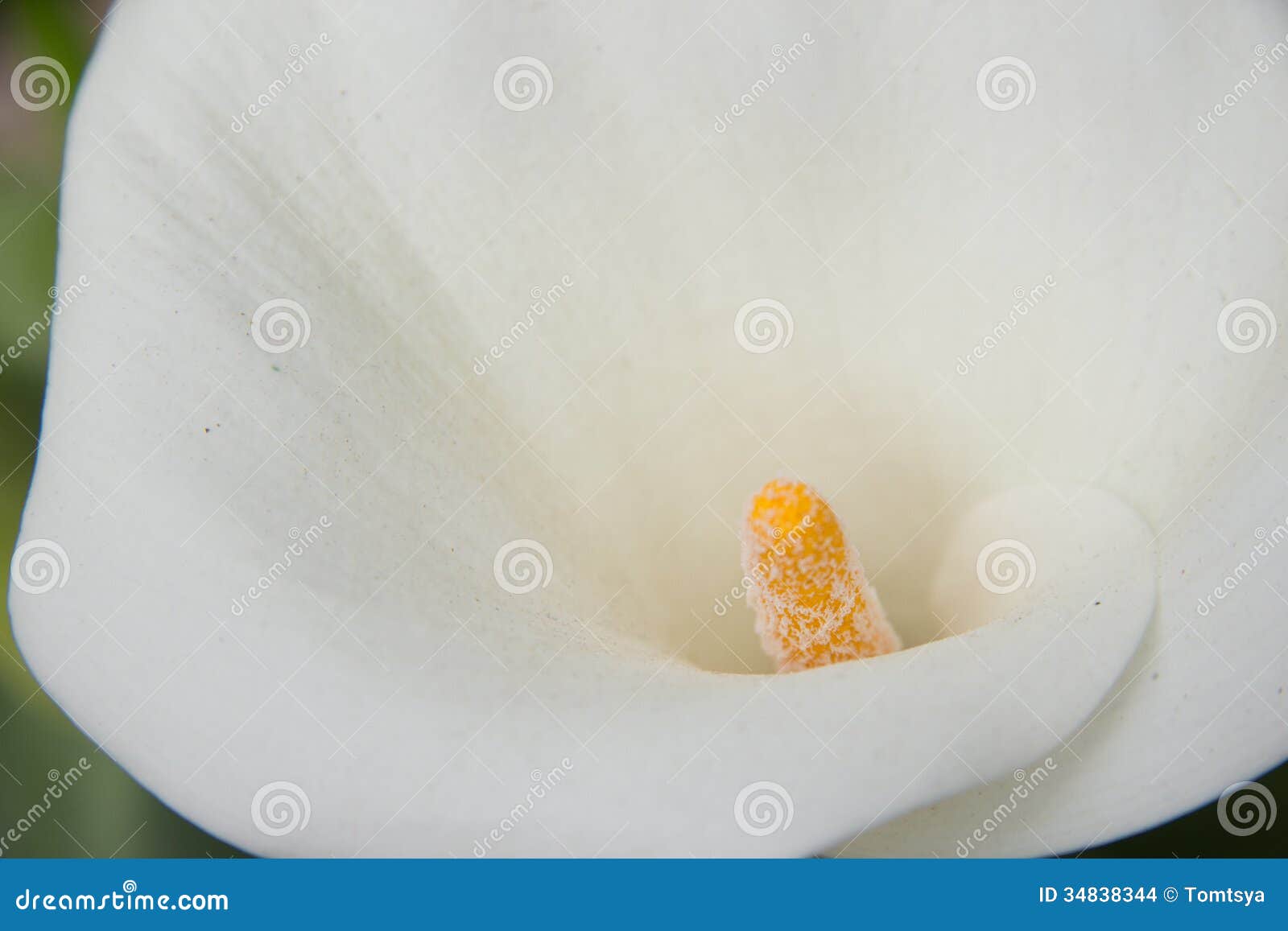 Flor de Kala foto de archivo. Imagen de tropical, fondo - 34838344