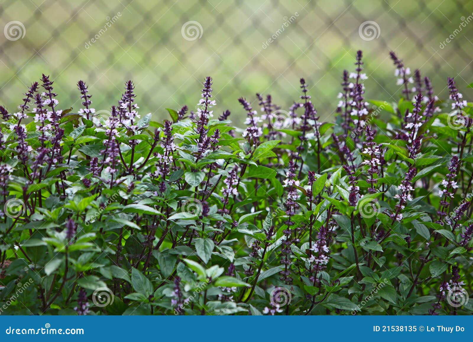 Flor de la albahaca imagen de archivo. Imagen de puntilla - 21538135