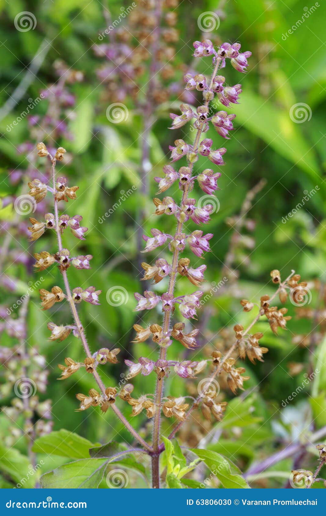 Flor de la albahaca dulce foto de archivo. Imagen de verde - 63806030