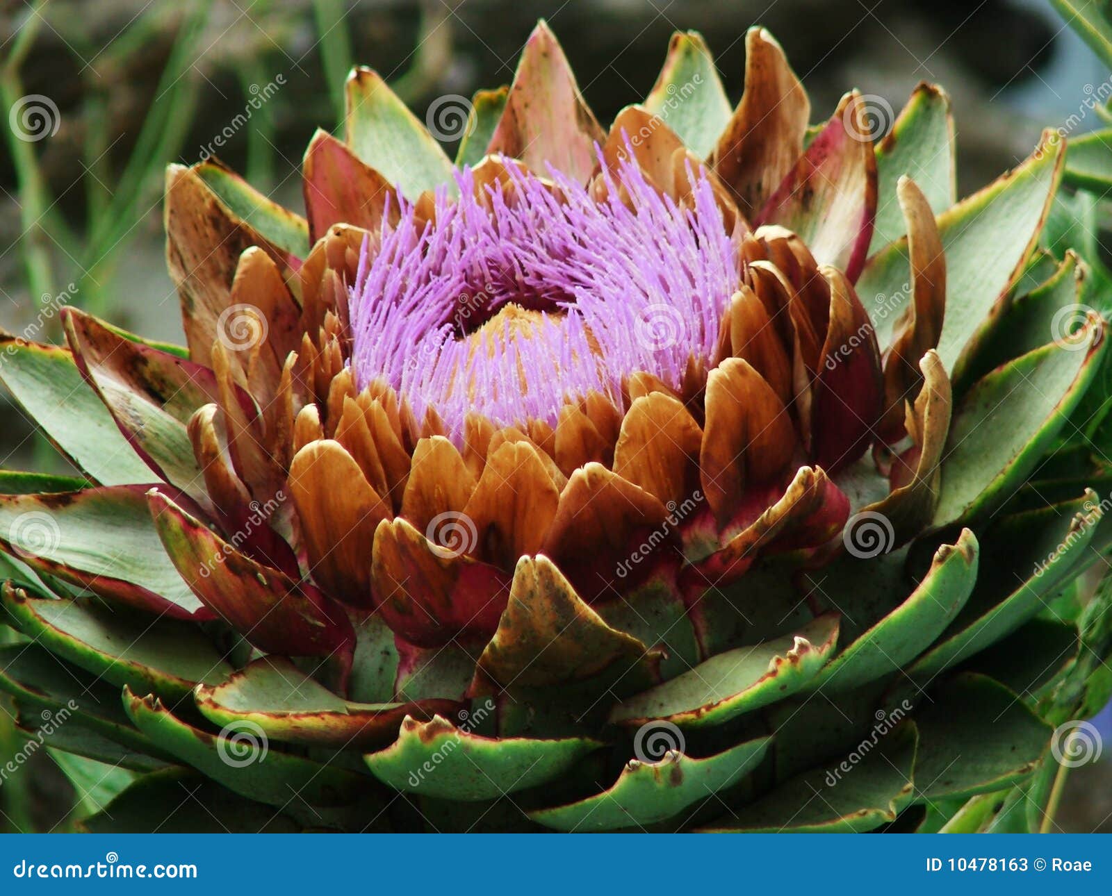 Flor de la alcachofa imagen de archivo. Imagen de vegetariano - 10478163