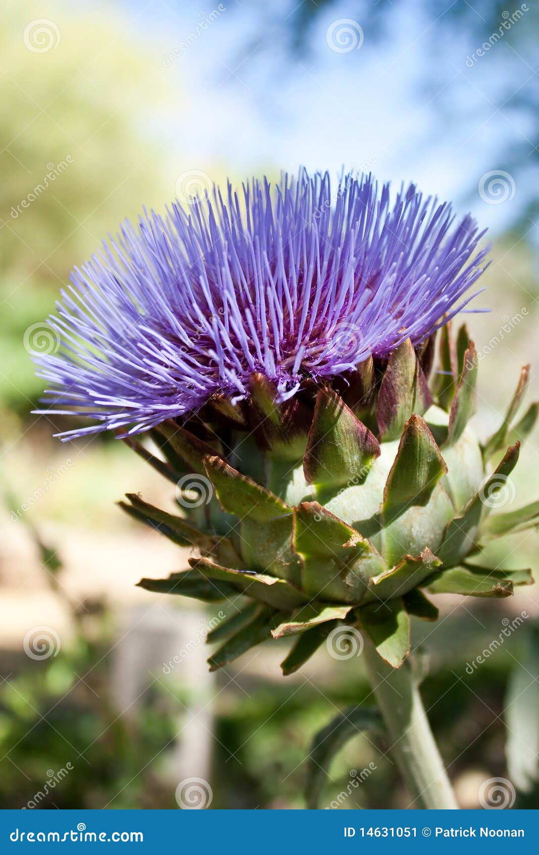 Flor de la alcachofa imagen de archivo. Imagen de verde - 14631051