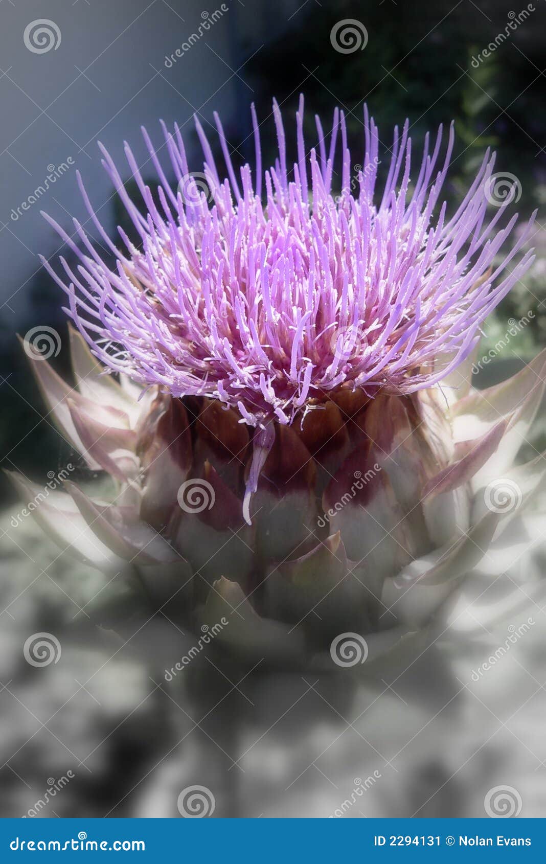 Flor de la alcachofa imagen de archivo. Imagen de rosa - 2294131