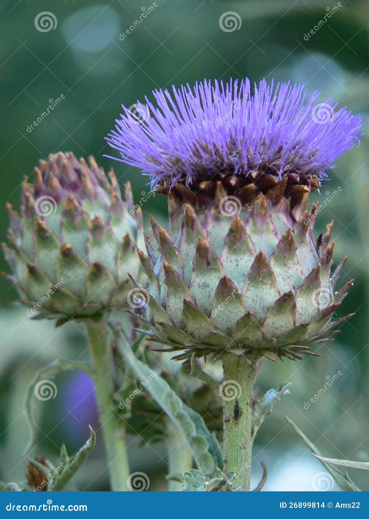 Flor de la alcachofa foto de archivo. Imagen de color - 26899814