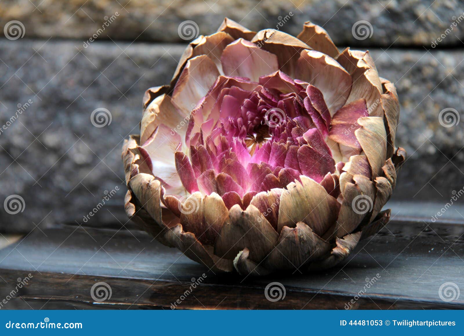 Flor de la alcachofa imagen de archivo. Imagen de vista - 44481053