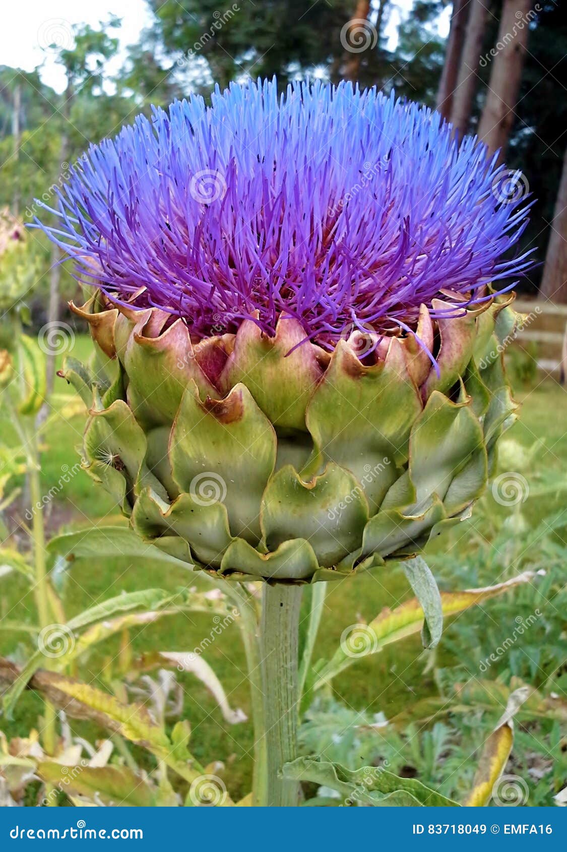 Flor de la alcachofa imagen de archivo. Imagen de azul - 83718049