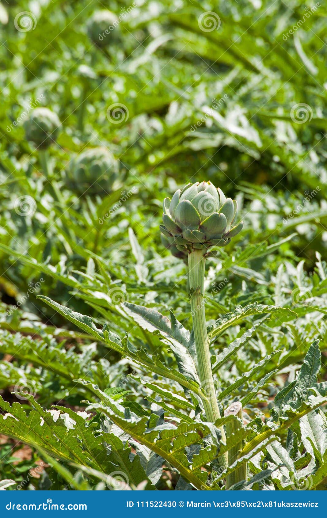 Flor De La Alcachofa En El Campo Foto de archivo - Imagen de alimento ...