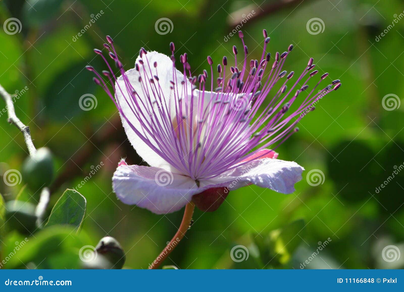 Flor de la alcaparra foto de archivo. Imagen de blanco - 11166848