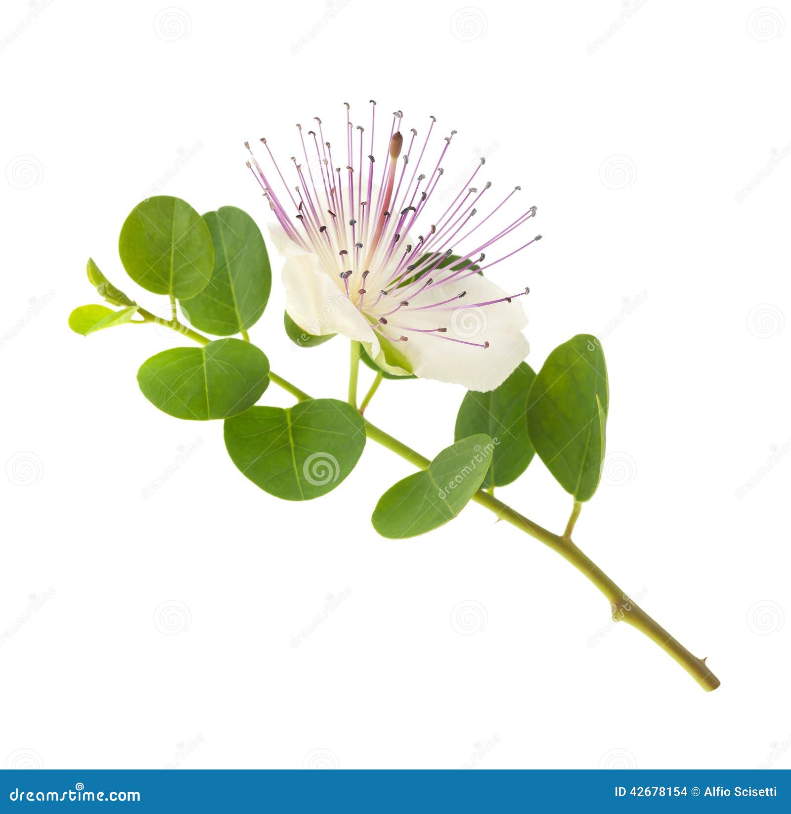 Flor de la alcaparra foto de archivo. Imagen de flor - 42678154