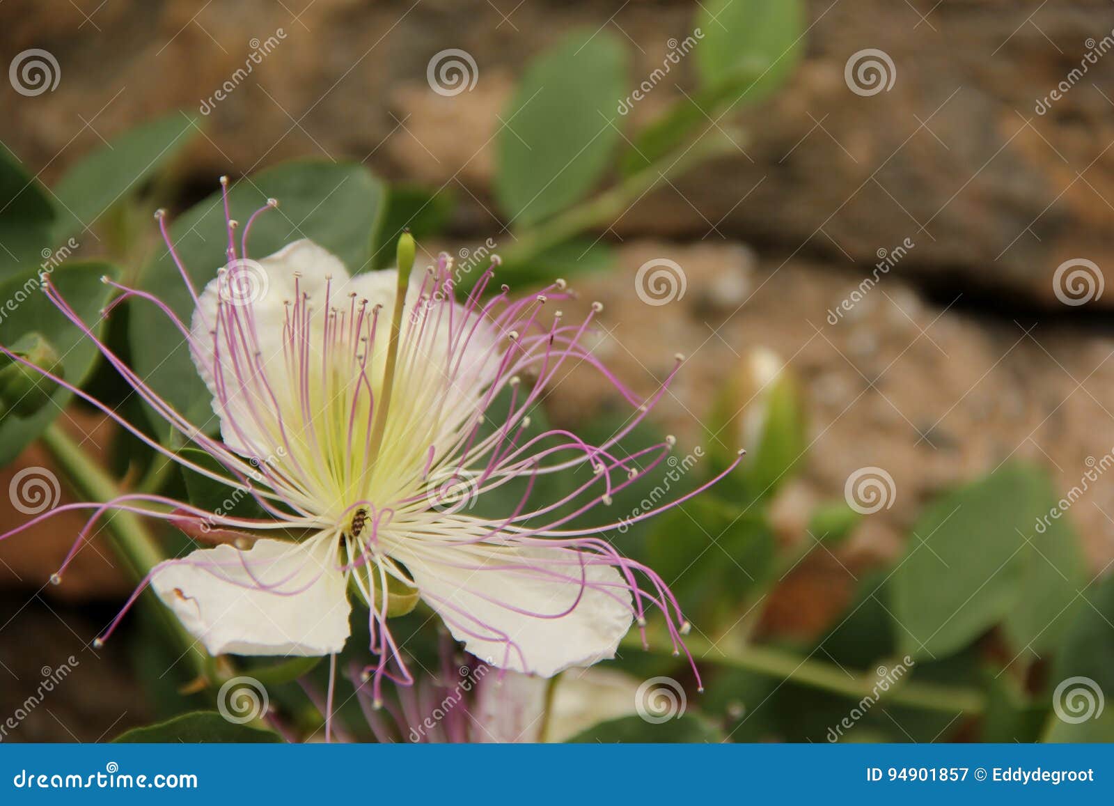 Flor de la alcaparra imagen de archivo. Imagen de sano - 94901857