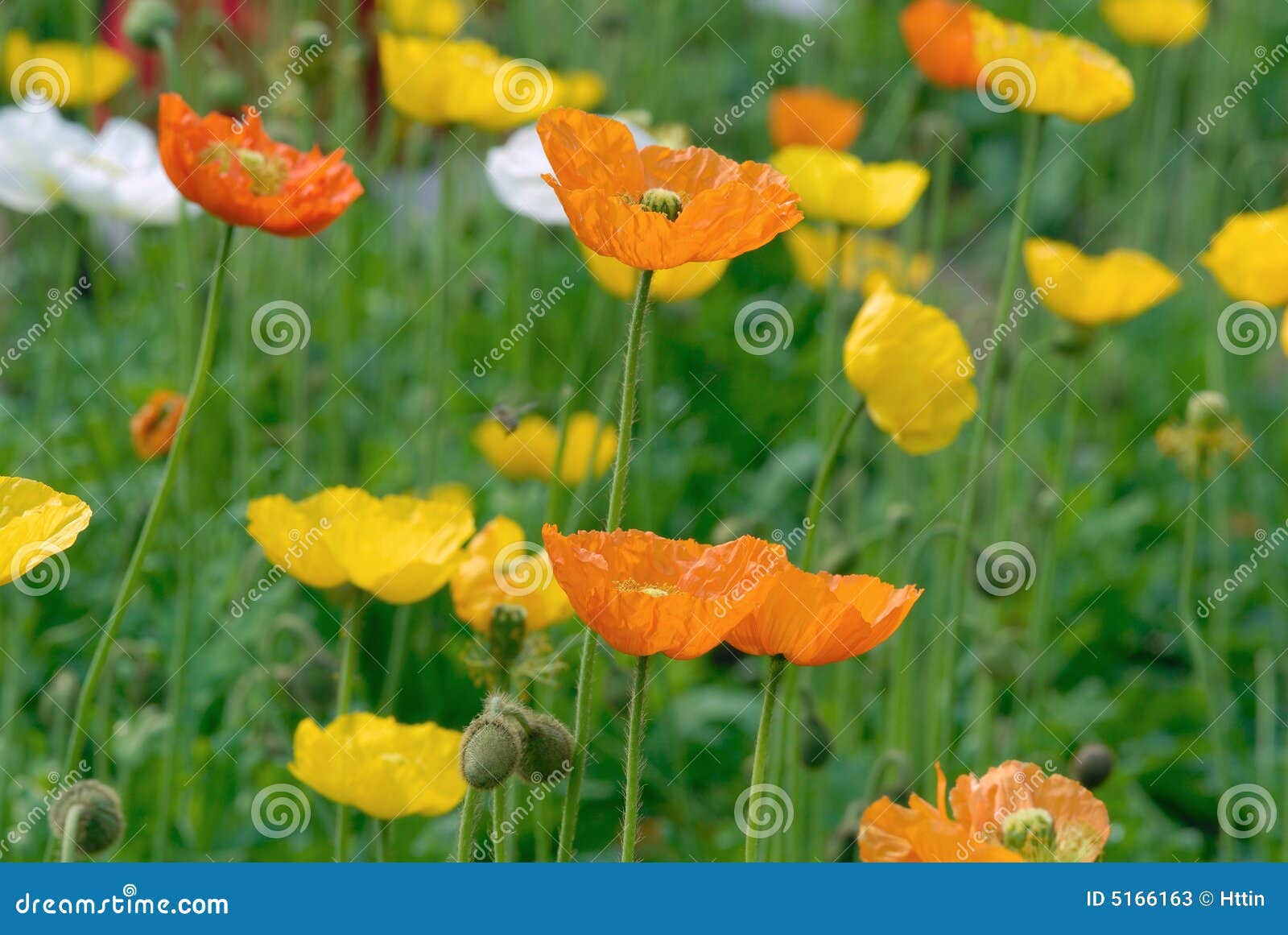 Flor de la amapola de opio imagen de archivo. Imagen de bosque - 5166163